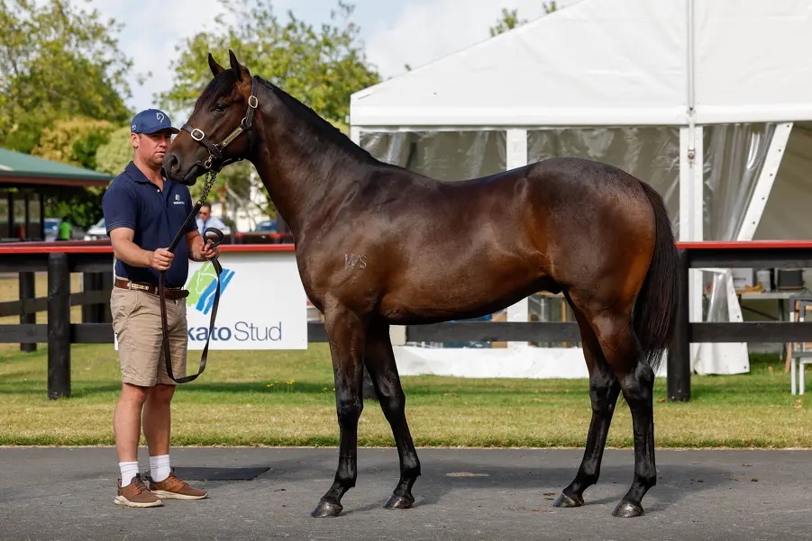 Lot 656 Savabeel (AUS) – Honor (NZ), Brown Colt | Yearlings & Shares ...