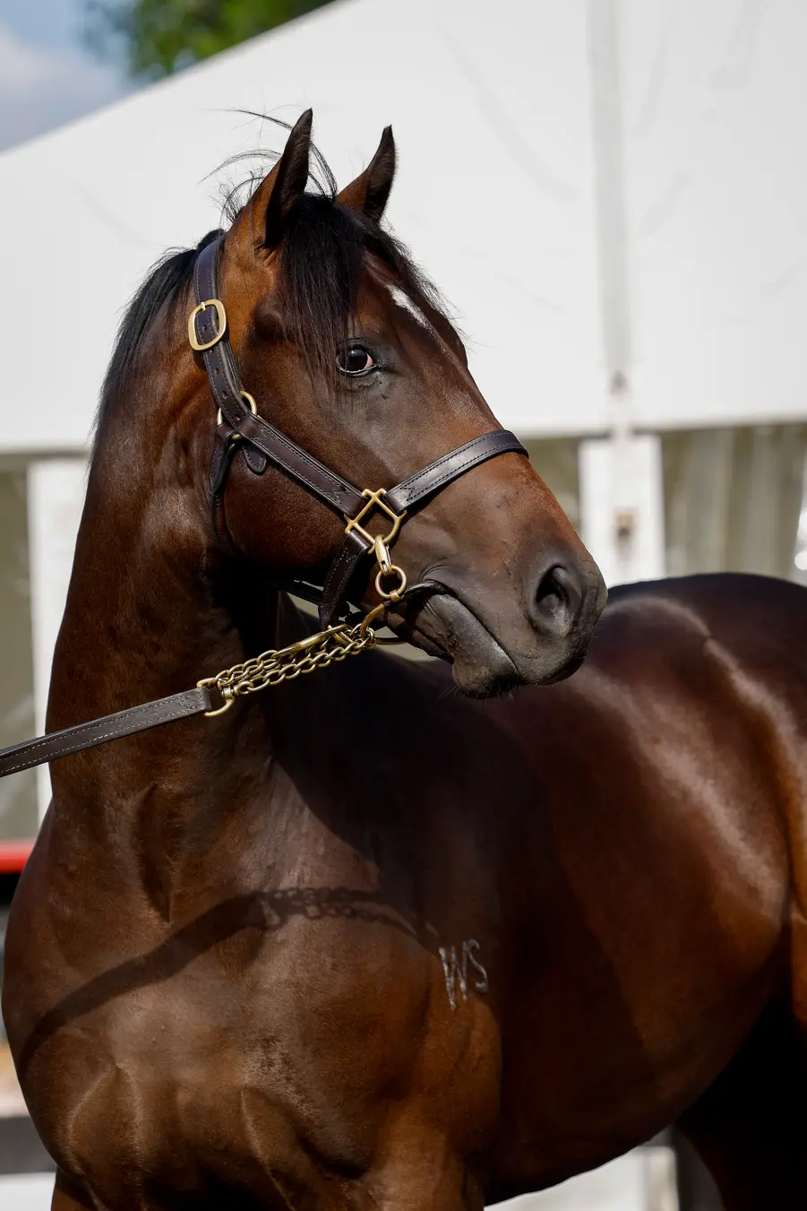 Lot 656 Savabeel (AUS) – Honor (NZ), Brown Colt | Yearlings & Shares ...