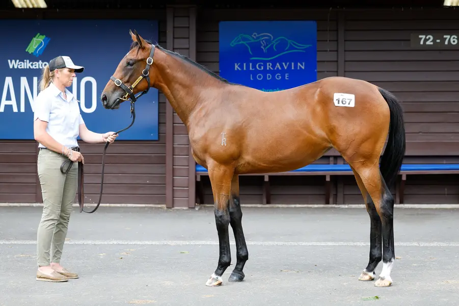 Lot 167 Proisir (AUS) – One to Die For (NZ), bay filly | Yearlings ...