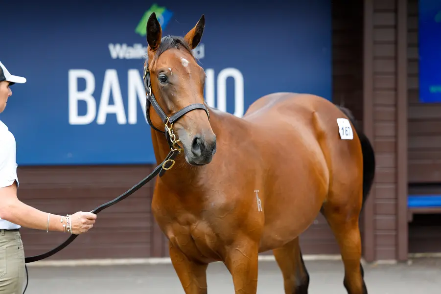 Lot 167 Proisir (AUS) – One to Die For (NZ), bay filly | Yearlings ...