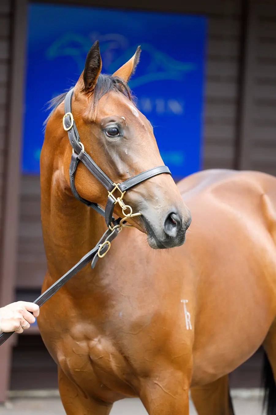 Lot 167 Proisir (AUS) – One to Die For (NZ), bay filly | Yearlings ...