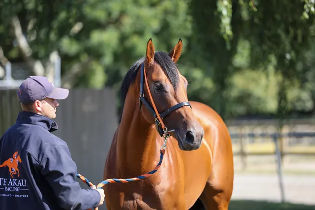 Spotlight on Te Akau's Karaka Million 2YO’s | Video - Te Akau Racing