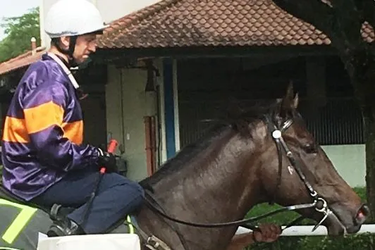 Elite Invincible Gears Up for Comeback | News - Te Akau Racing