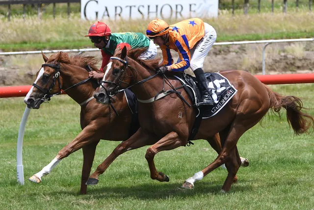 On Exhibition at Tauranga | News - Te Akau Racing