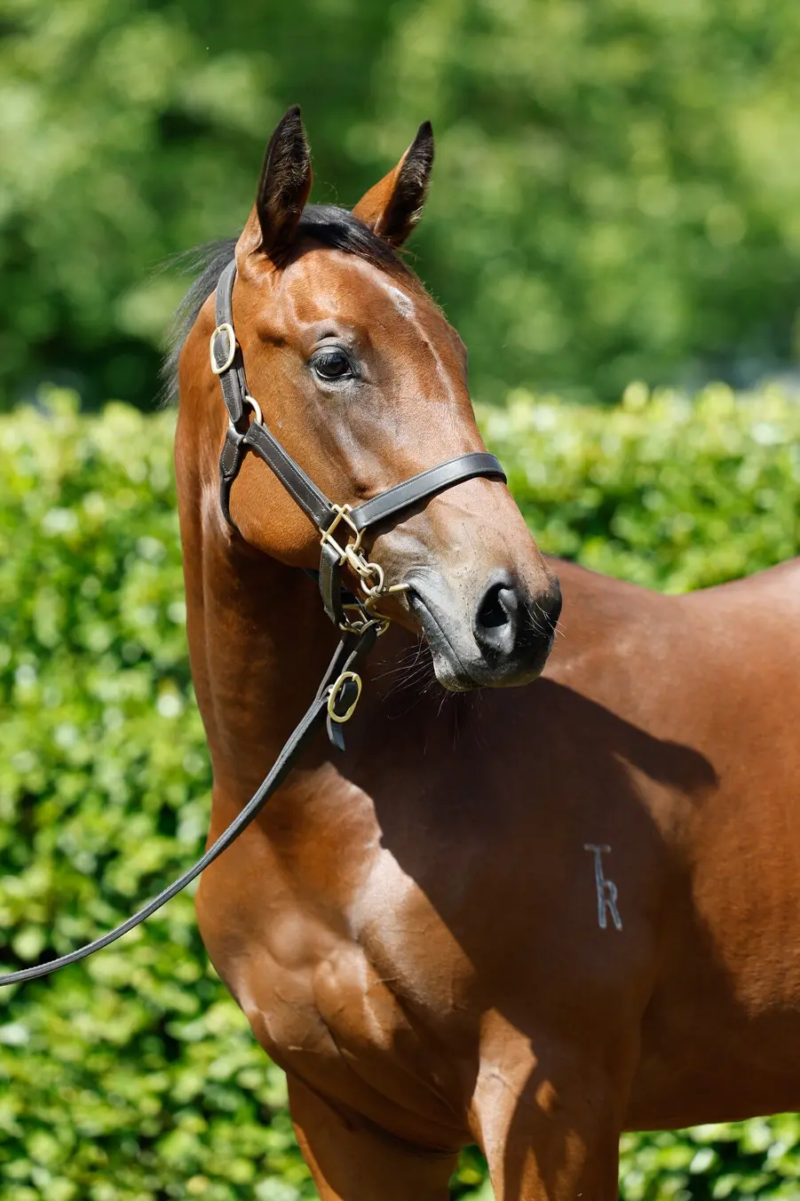 Lot 167 Proisir (AUS) – One to Die For (NZ), bay filly | Yearlings ...