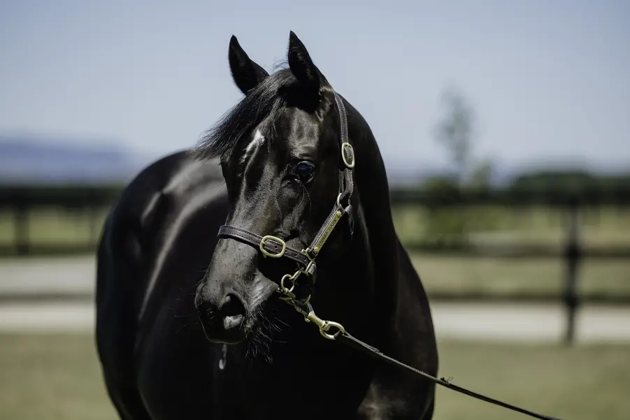 Lot 267 Proisir (AUS) – Saoirse (NZ), brown filly | Yearlings & Shares ...