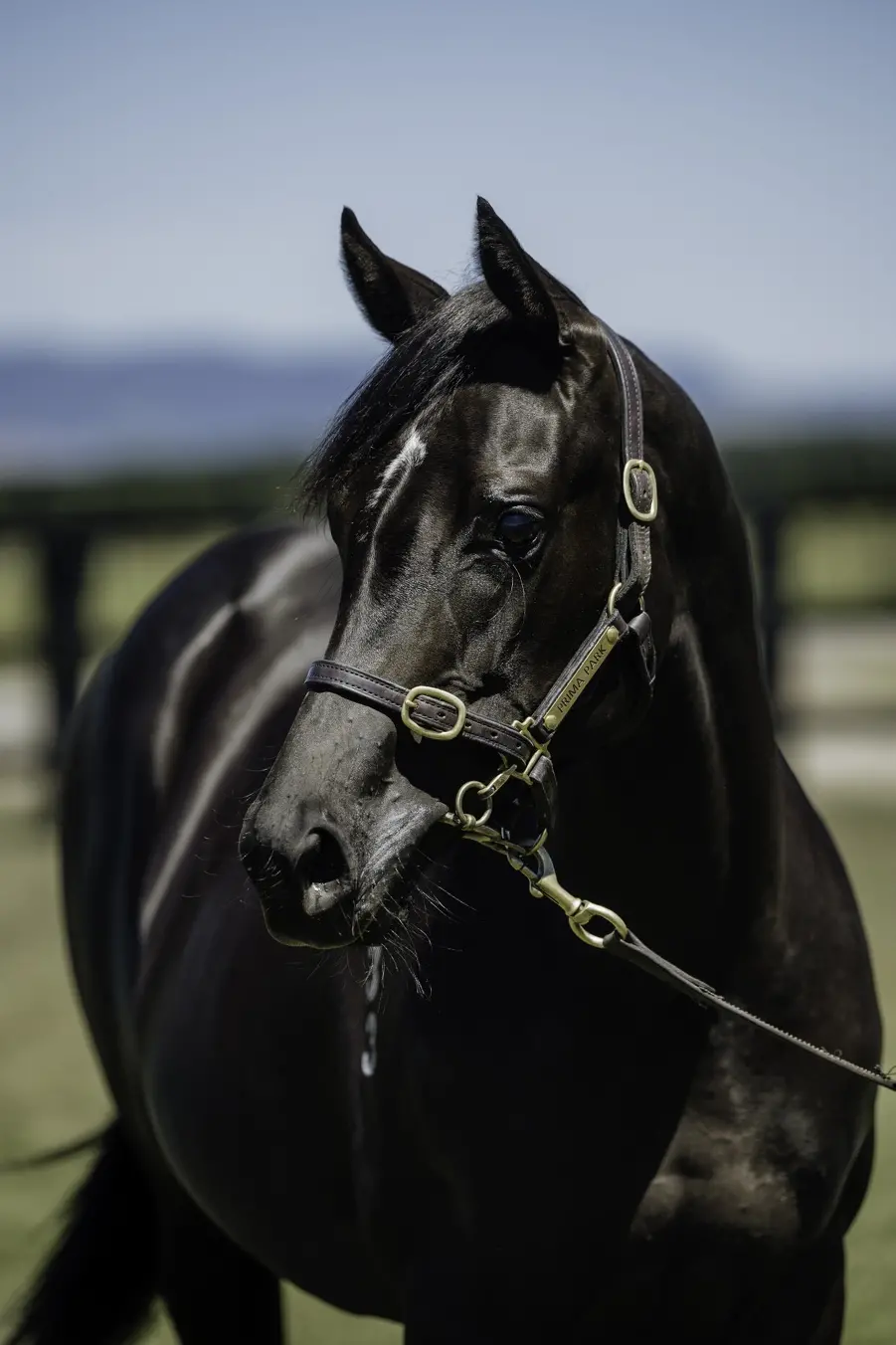 Lot 267 Proisir (AUS) – Saoirse (NZ), brown filly | Yearlings & Shares ...