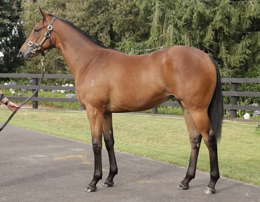 Lot 272 Sword of State (AUS) – Savoia (AUS), bay filly | Yearlings ...