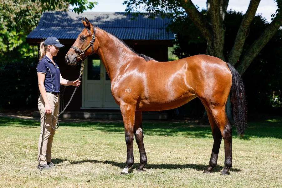 Lot 855 Satono Aladdin (JPN) – Sparkling Rose (NZ), Bay Filly ...
