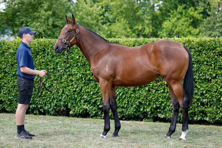 Lot 167 Proisir (AUS) – One to Die For (NZ), bay filly | Yearlings ...
