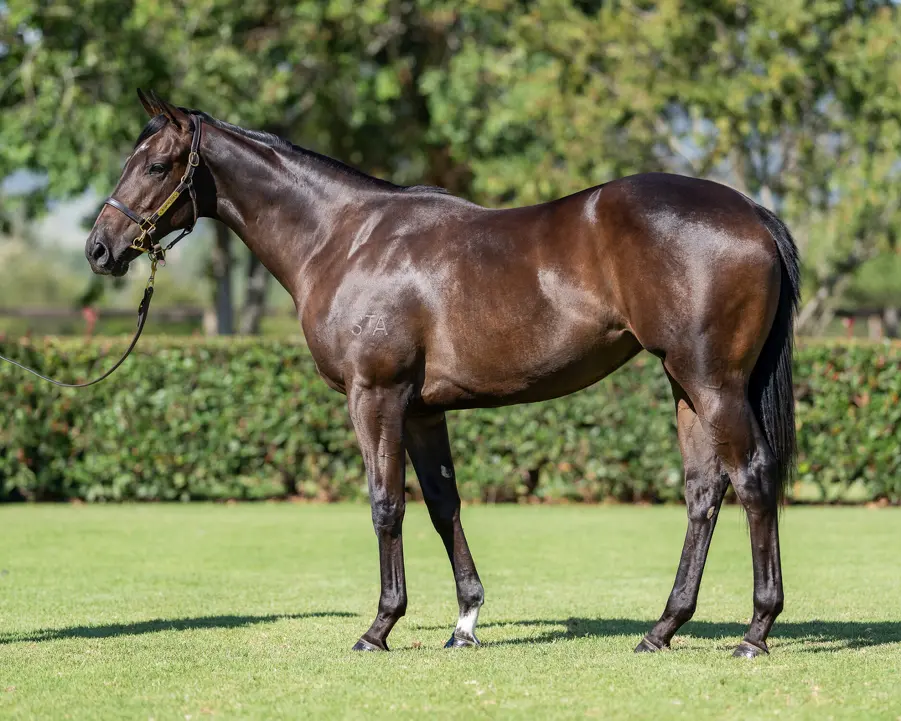 Lot 209 I Am Invincible - Talaria (NZ), Brown Filly | Yearlings ...