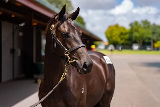 Yearling Spotlight: Lot 108 Derryn - Secret Spirit Colt | News - Te ...