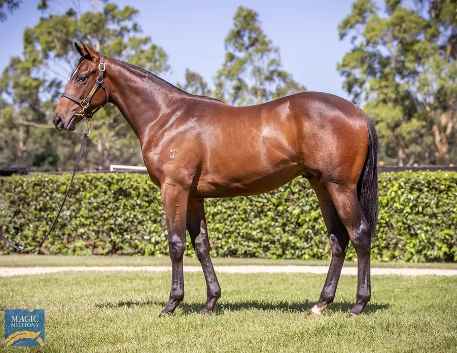 Lot 115 I Am Invincible (AUS) - Zimaretto (AUS) bay colt | Yearlings ...