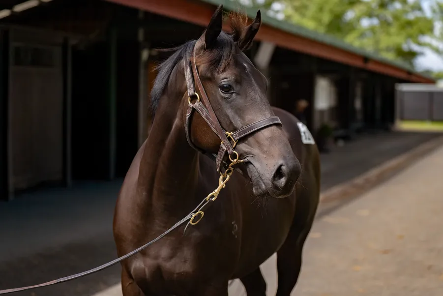 Lot 121 Savabeel (AUS) ‐ Shoulders (AUS) Bay or Brown Filly | Yearlings ...