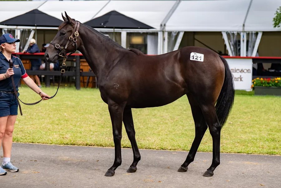 Lot 121 Savabeel (AUS) ‐ Shoulders (AUS) Bay or Brown Filly | Yearlings ...