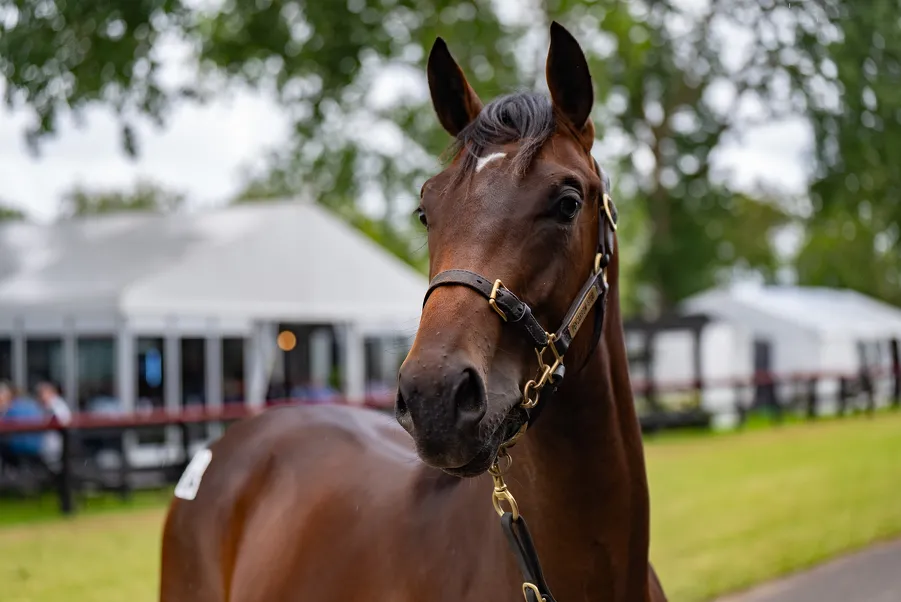 Lot 134 Savabeel (AUS) ‐ Sleeping Beauty (NZ) Bay Colt | Yearlings ...