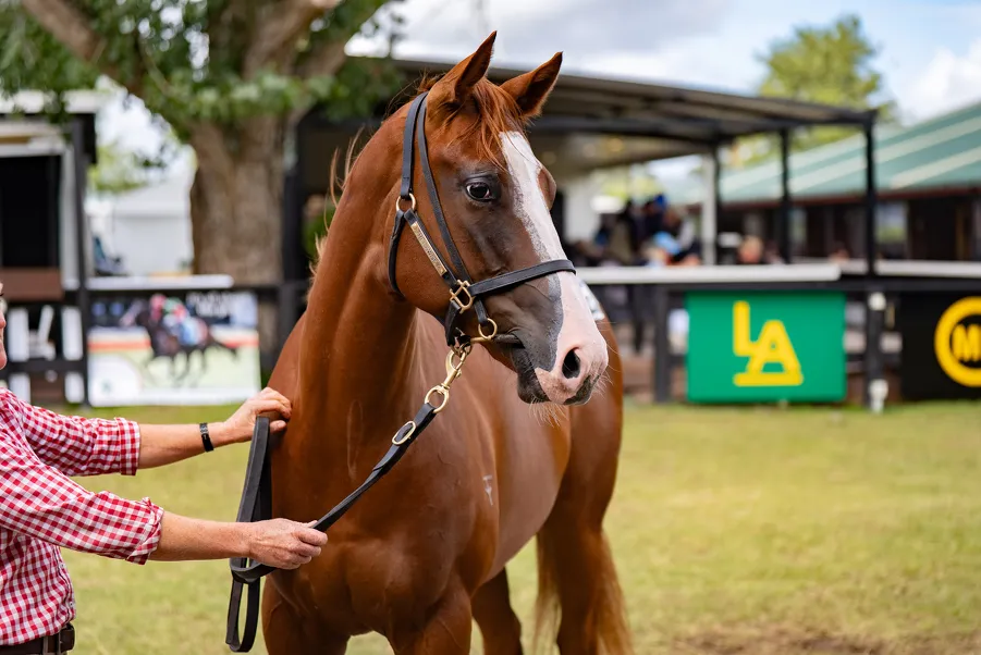 Lot 203 Russian Revolution (AUS) ‐ Two Illicit (NZ) Chestnut Filly ...