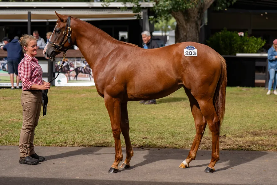 Lot 203 Russian Revolution (AUS) ‐ Two Illicit (NZ) Chestnut Filly ...