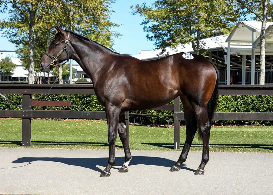 Lot 209 I Am Invincible - Talaria (NZ), Brown Filly | Yearlings ...