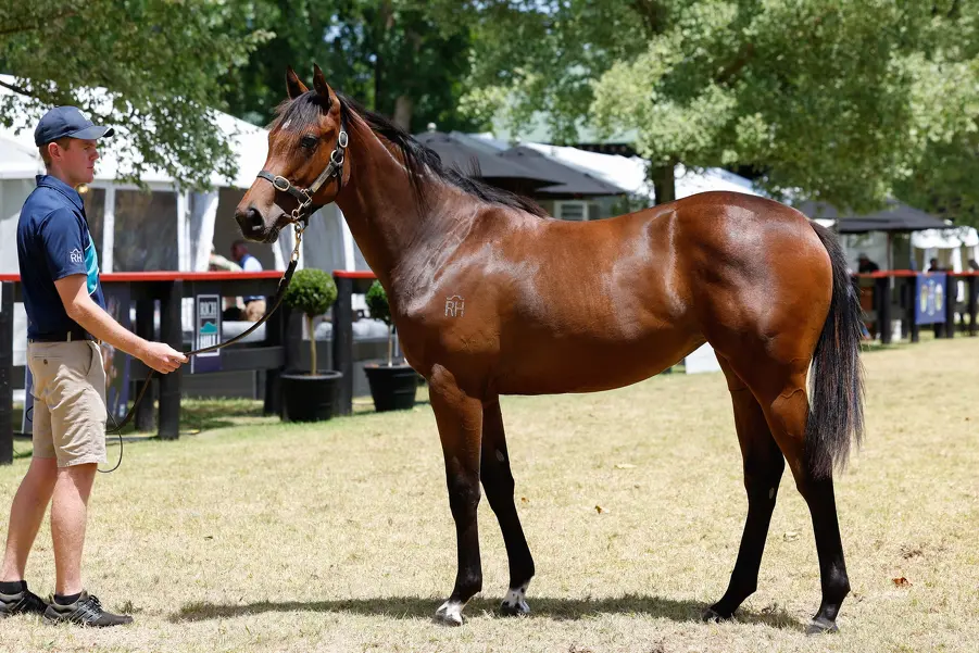 Lot 287 Proisir (AUS) – She's Aloof (NZ), bay filly | Yearlings ...