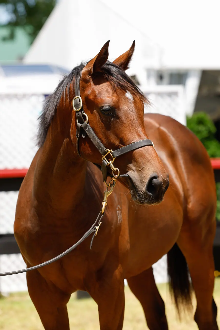 Lot 287 Proisir (AUS) – She's Aloof (NZ), bay filly | Yearlings ...