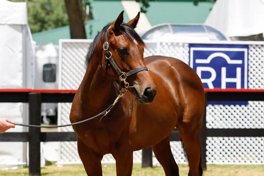 Lot 287 Proisir (AUS) – She's Aloof (NZ), bay filly | Yearlings ...