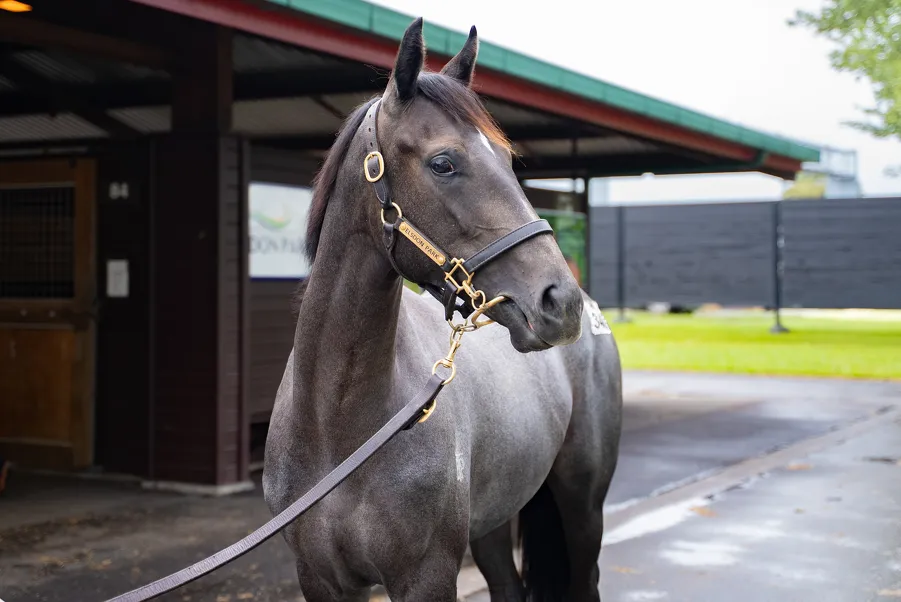 Lot 348 Savabeel (AUS) ‐ Chiaretta (NZ) Grey Filly | Yearlings & Shares ...