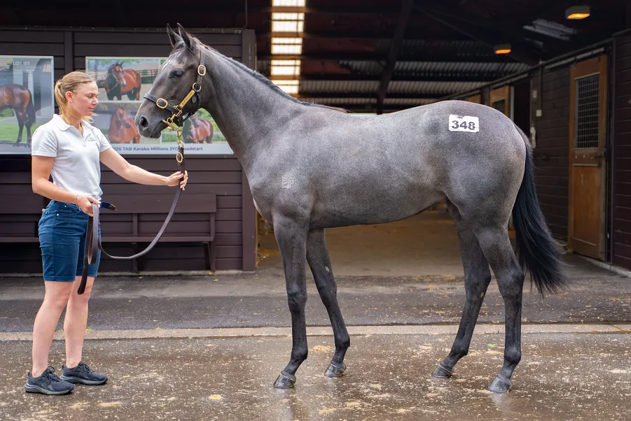 Lot 348 Savabeel (AUS) ‐ Chiaretta (NZ) Grey Filly | Yearlings & Shares ...