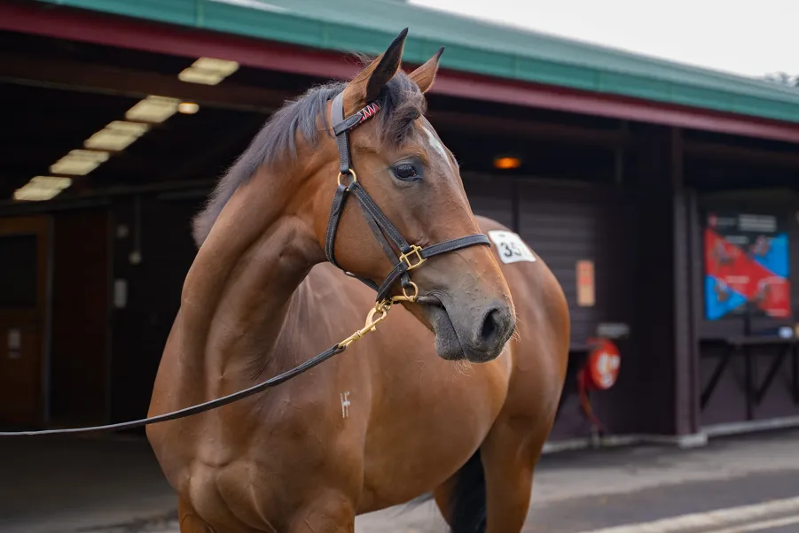 Lot 357 Proisir (AUS) ‐ Colerne (AUS) Bay Filly | Yearlings & Shares ...