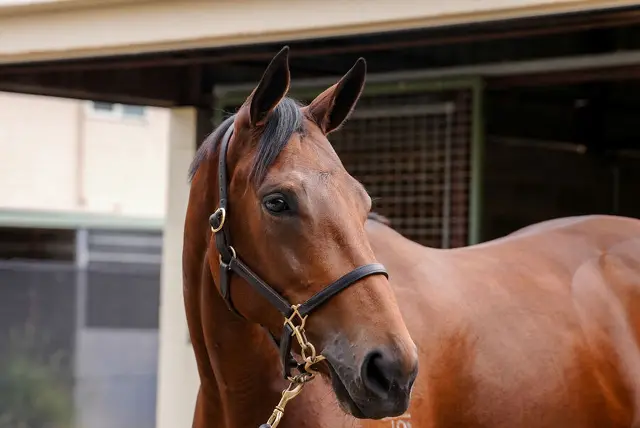She Was Stolen! | News - Te Akau Racing