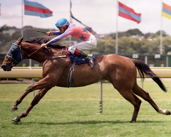 Te Akau Nick | Horse - Te Akau Racing