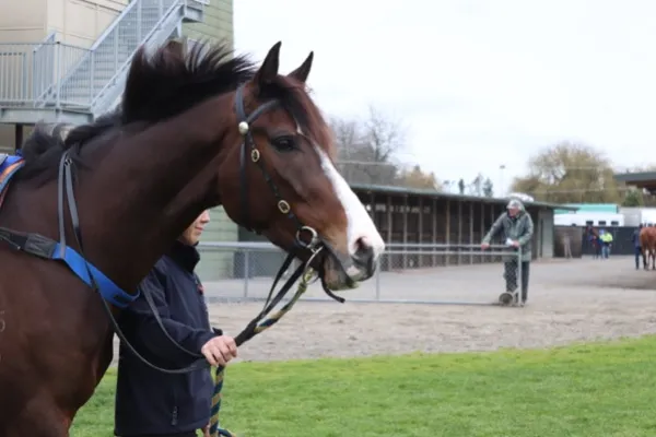 Te Akau Cambridge Trials' Report | News - Te Akau Racing