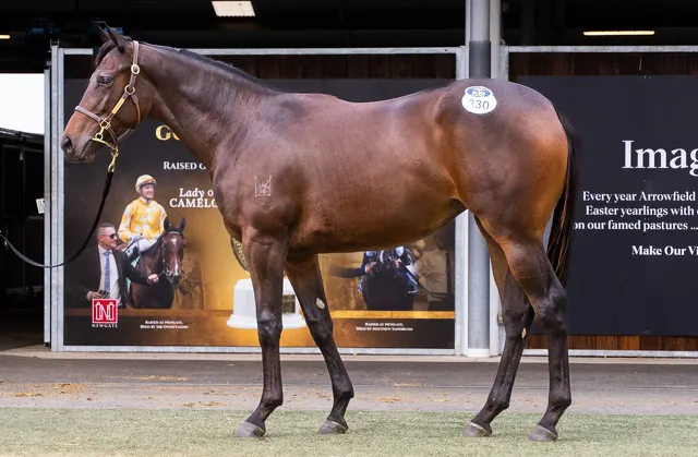 Fastnet Rock Filly Set To Sell Fast | News - Te Akau Racing