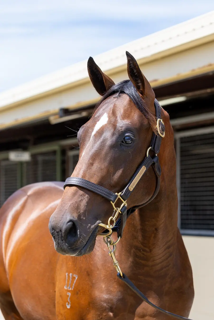 Lot 115 I Am Invincible (AUS) - Zimaretto (AUS) bay colt | Yearlings ...