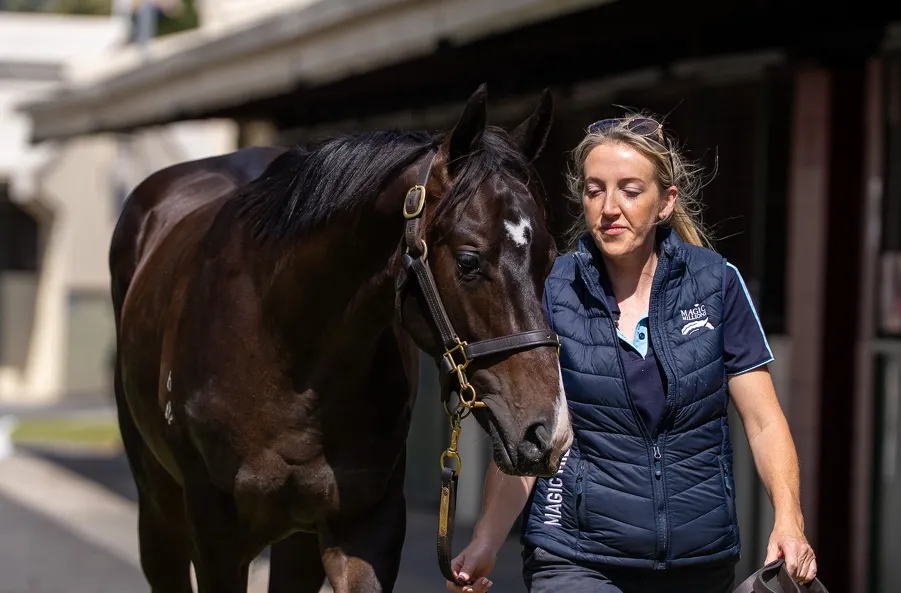 Lot 206 Pinatubo (IRE) - Darook Park (AUS) Bay or Brown Colt ...